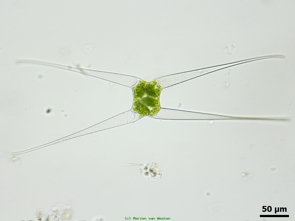 Closterium kuetzingii - Desmid of the Month: September 2024